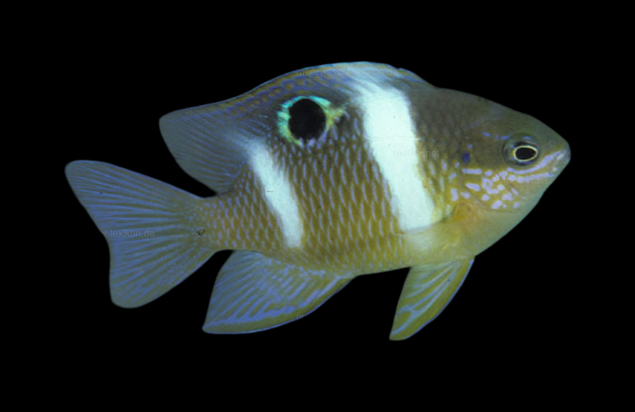 Monarch Damselfish – International Aquatics