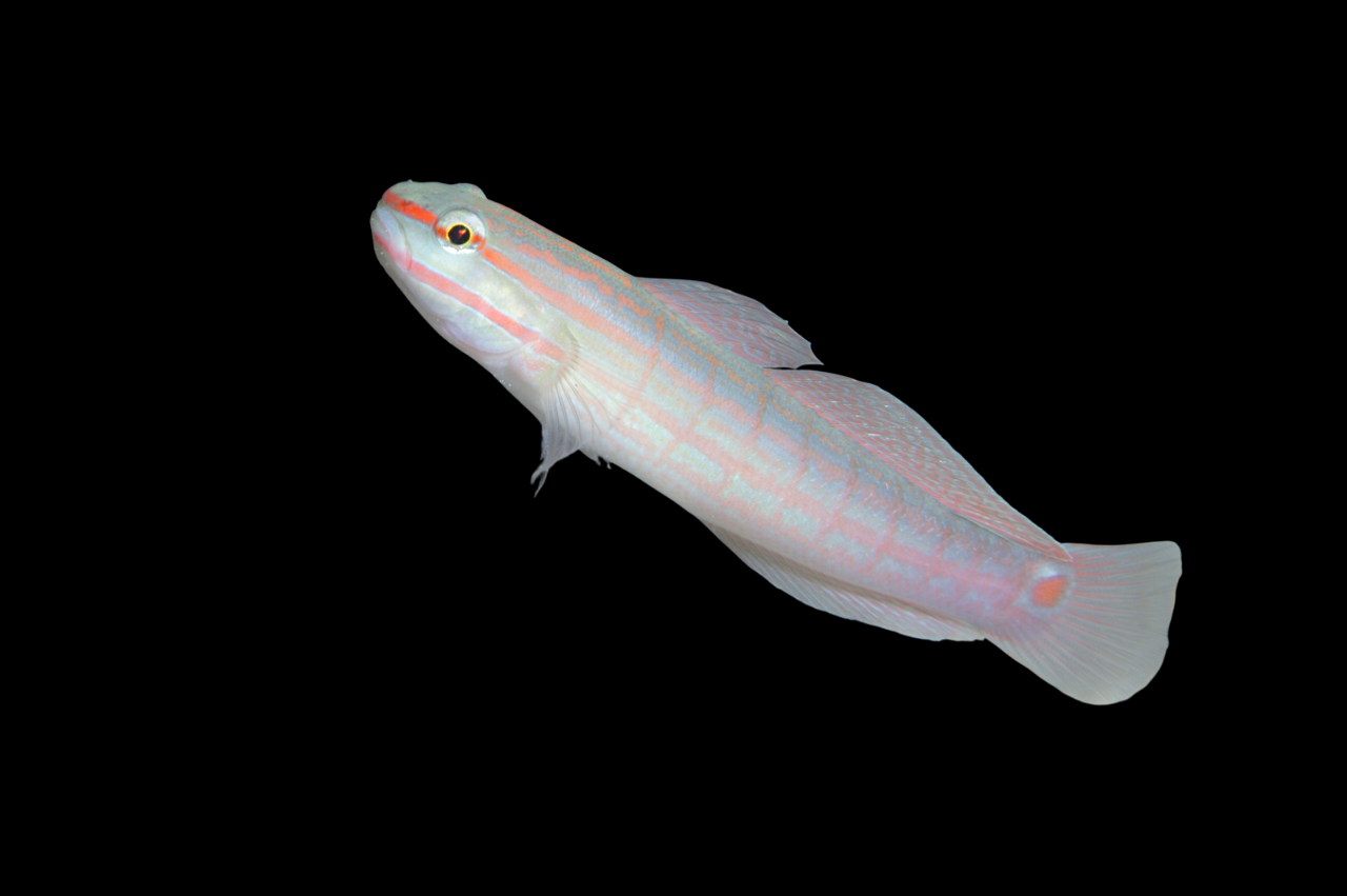 Pink Line Sleeper Goby – International Aquatics