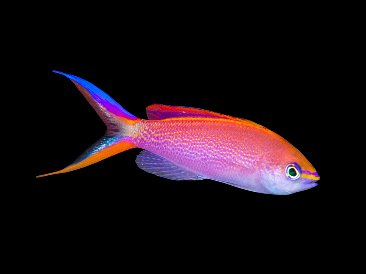 Princess Anthias – International Aquatics
