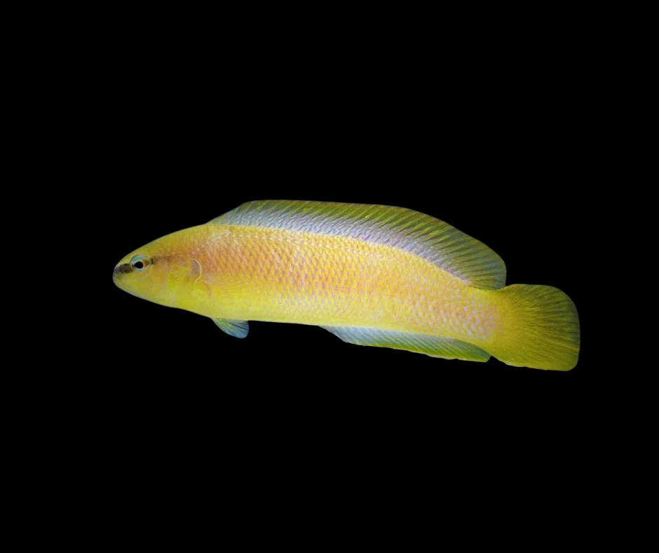 Omanensis Dottyback – International Aquatics