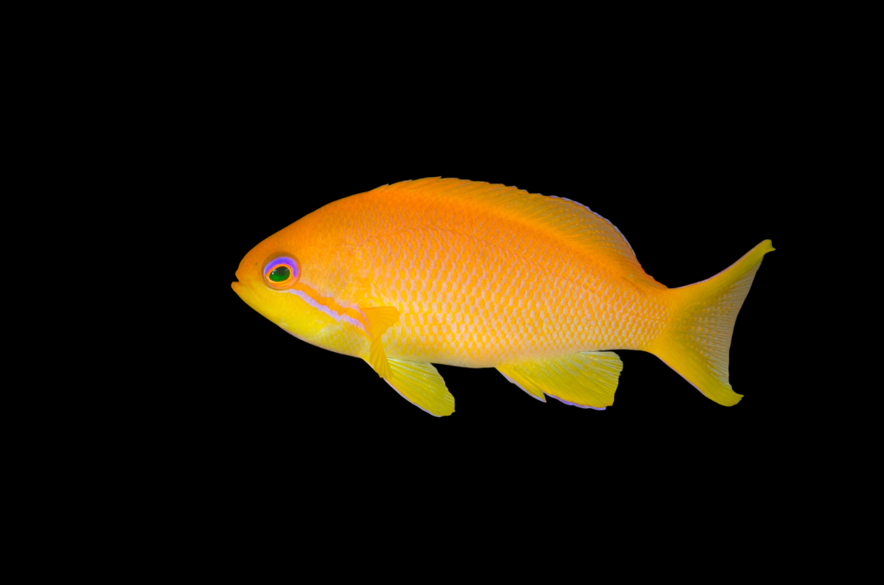 Yellow Anthias – International Aquatics
