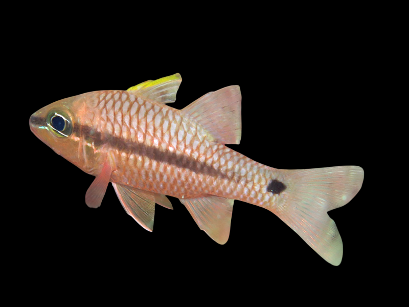 Spiny Head Cardinalfish – International Aquatics