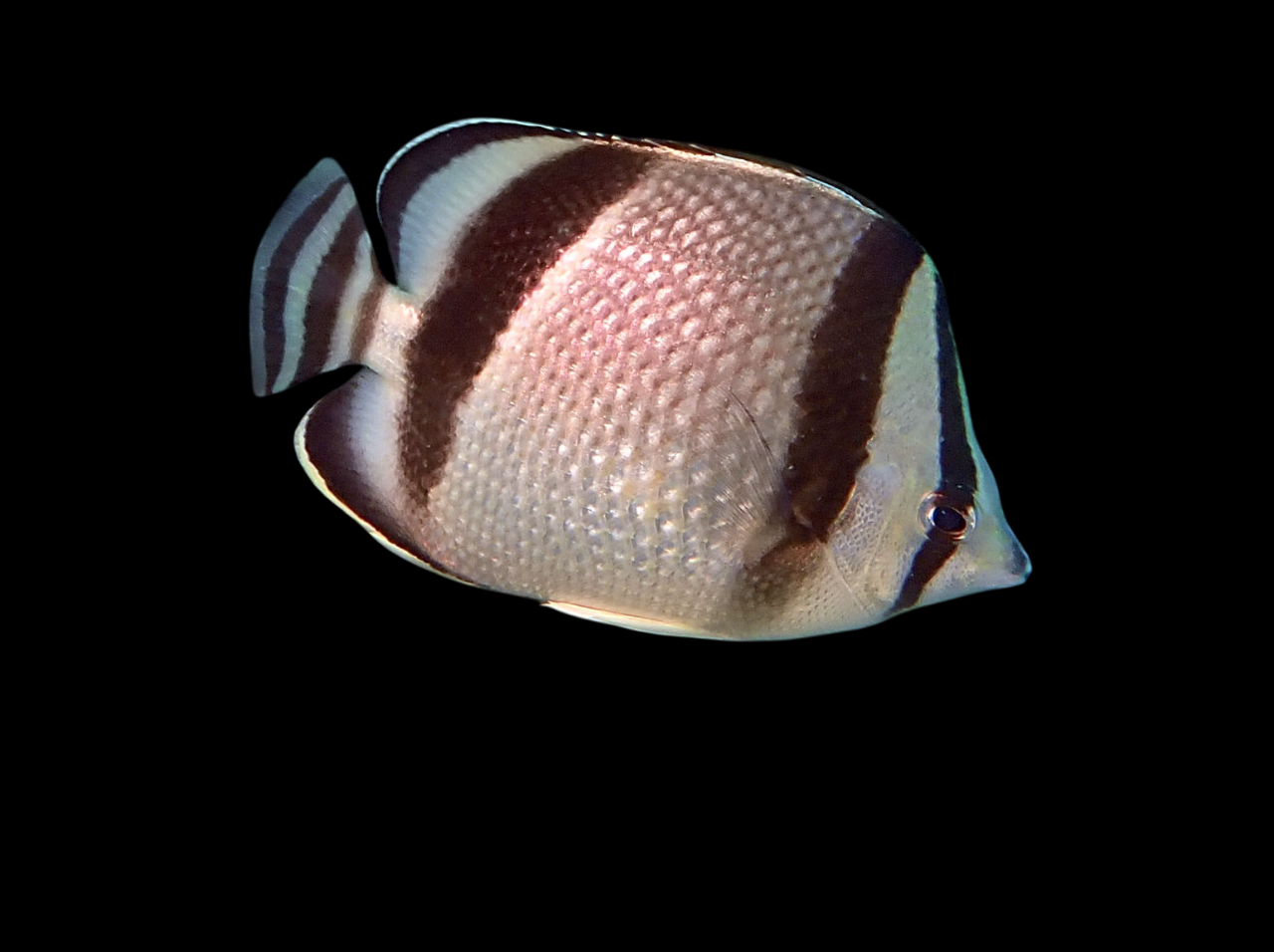 Three Banded Butterflyfish – International Aquatics